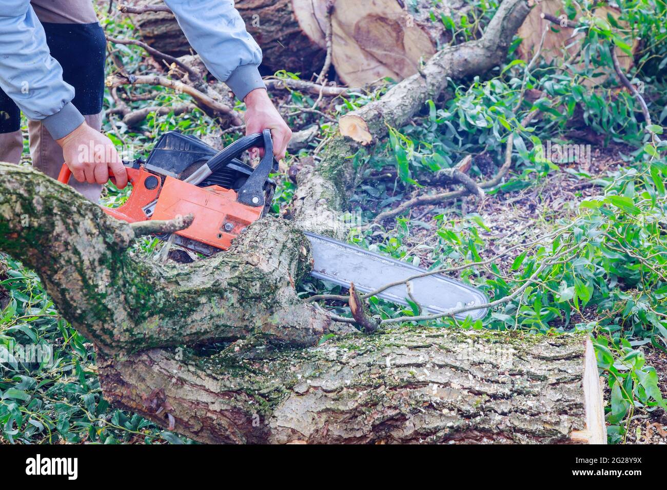 Tree falling in broken the tree after a hurricane cut with a chainsaw ...