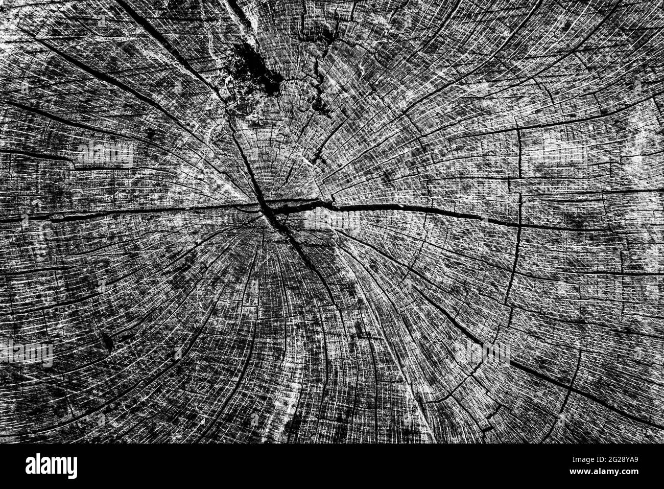 A close image of a dead tree showing the lines, contours and wrinkles ...