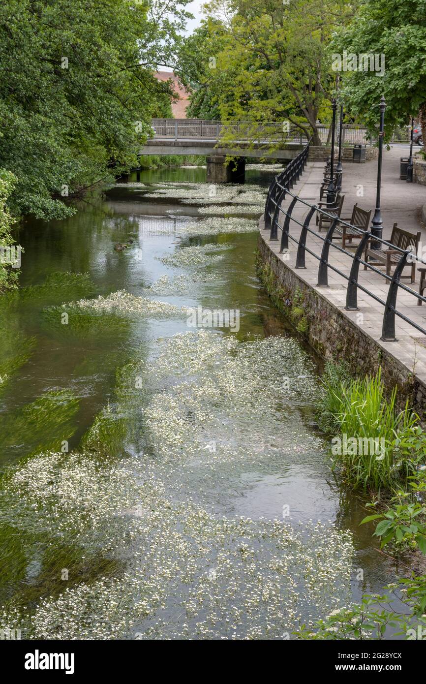 Pickering beck flowing under the bridge that leads to the Coop ...