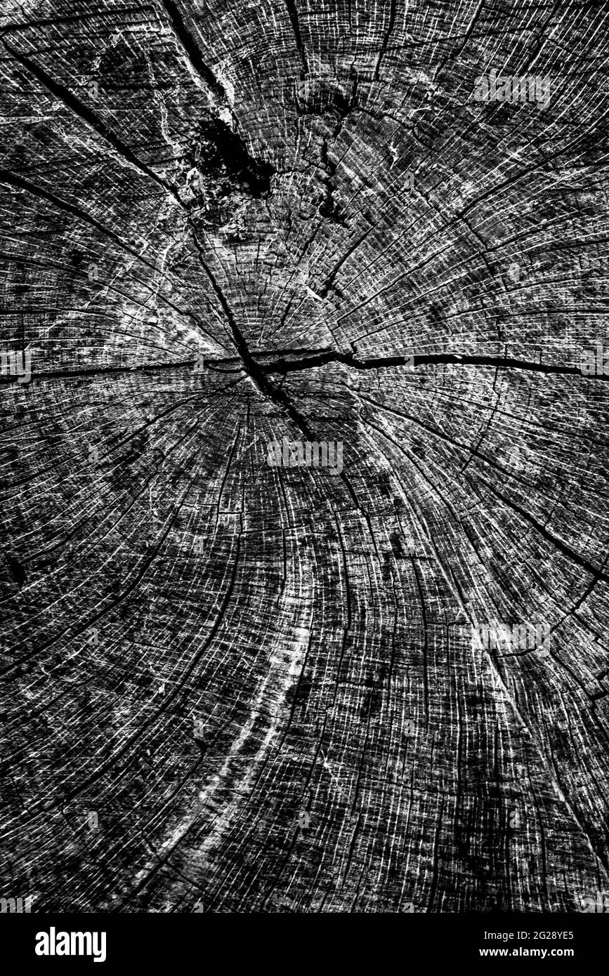 A close image of a dead tree showing the lines, contours and wrinkles ...