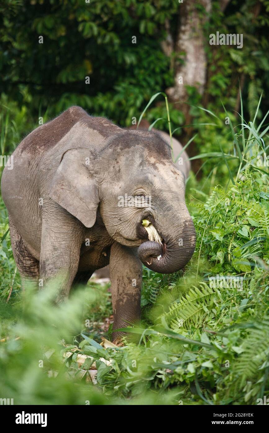 Borneo pygmy elephants (Elephas maximus borneensis), eating in the ...
