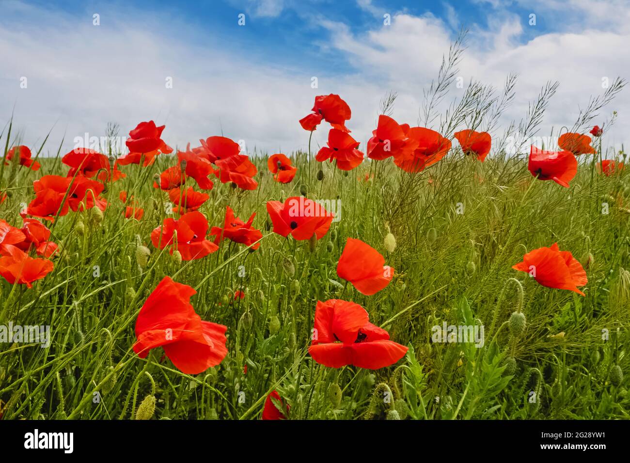 Field with red poppy flowers Stock Photo - Alamy