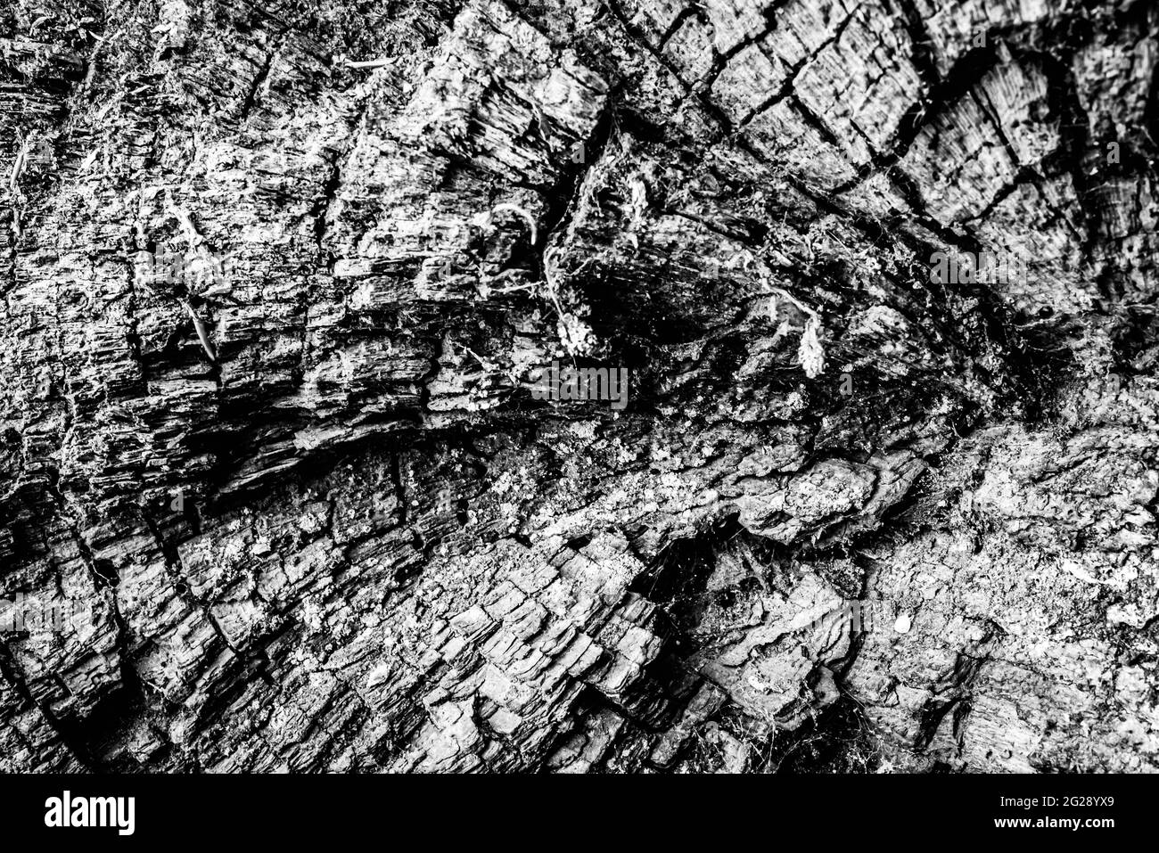 A close image of a dead tree showing the lines, contours and wrinkles ...