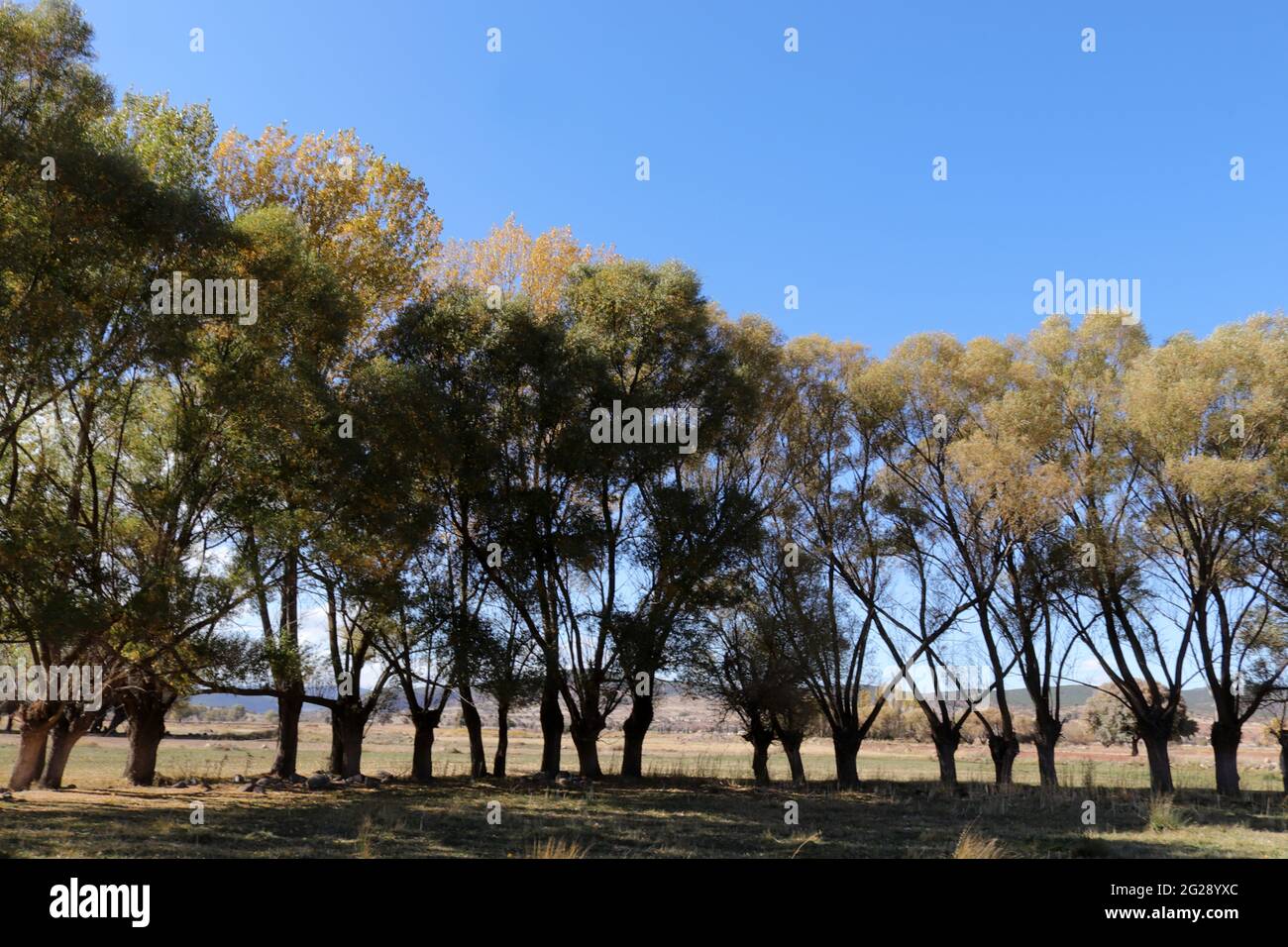 Weeping willow is a deciduous tree. Green nature Stock Photo - Alamy