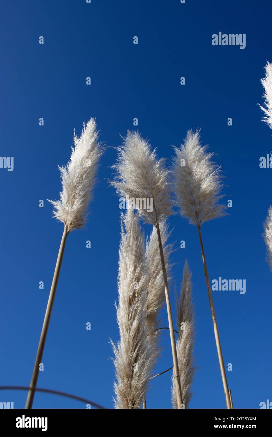 Pampass grass stems hi-res stock photography and images - Alamy