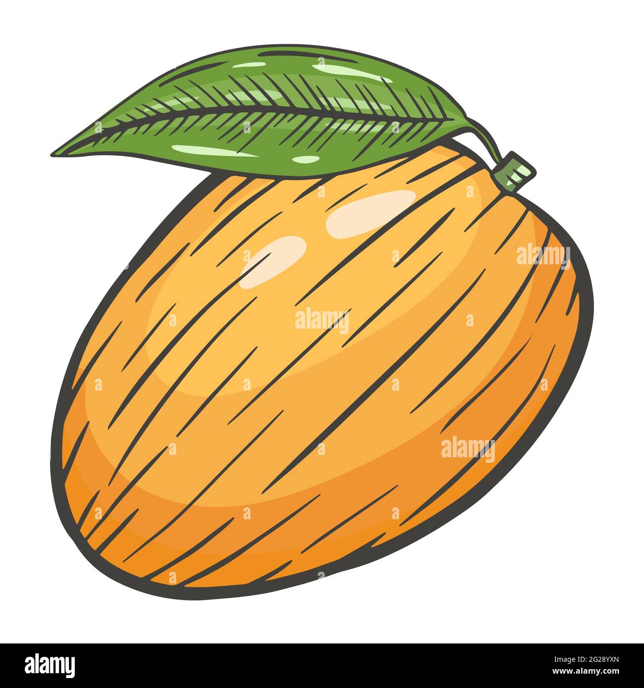 Mango, vector. Exotic Tropical Whole Mango Fruit. Colored plucked ...