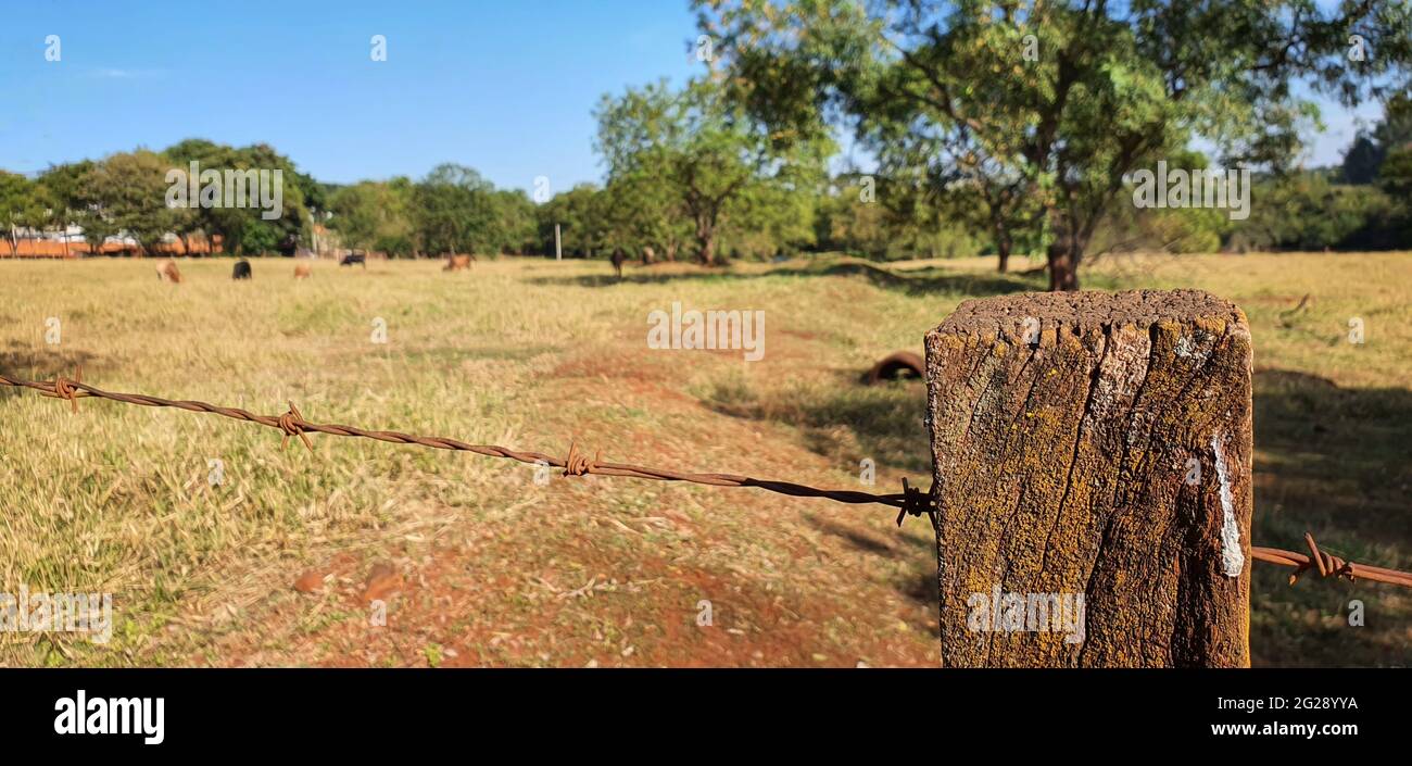 Conceptual farm image, focus on trunk fence with cows in blurred ...