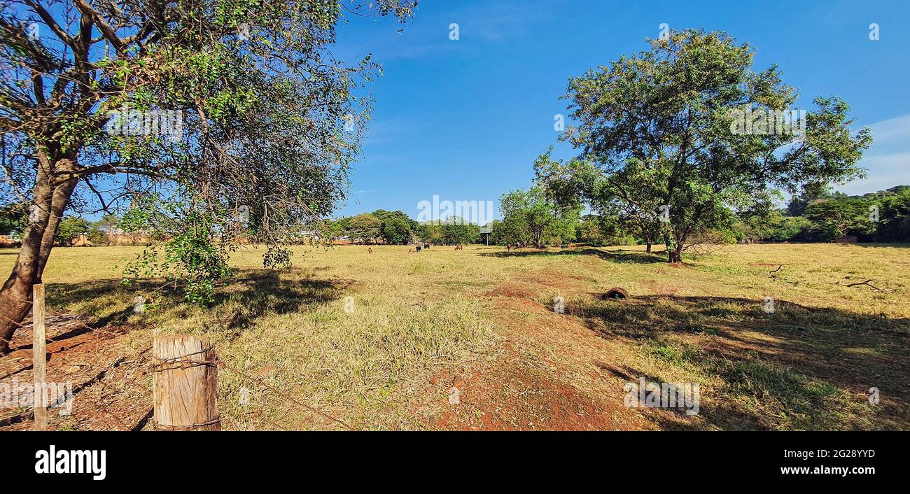 Conceptual farm image, focus on trunk fence with cows in blurred ...