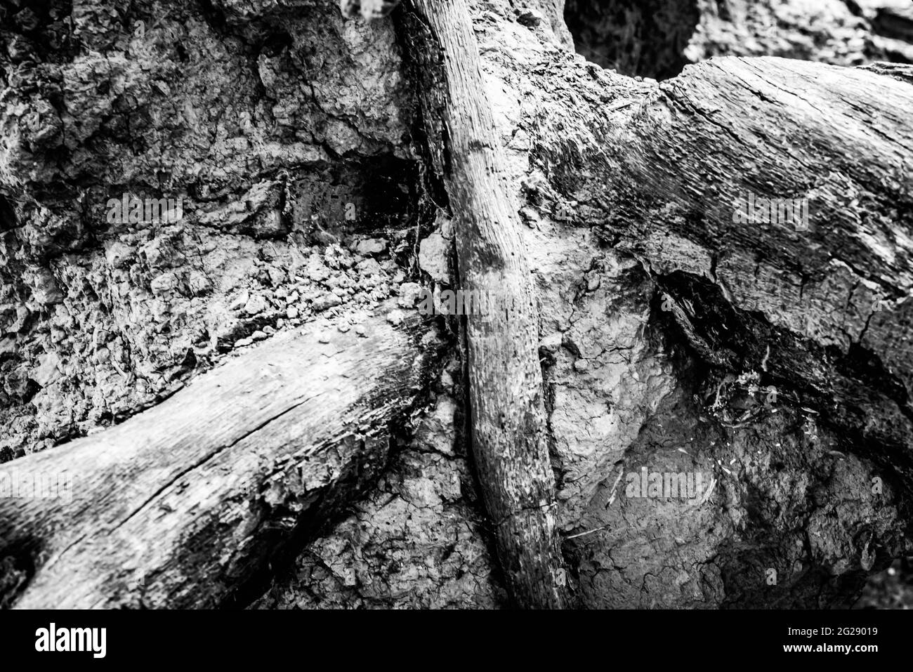 A close image of a dead tree showing the lines, contours and wrinkles ...