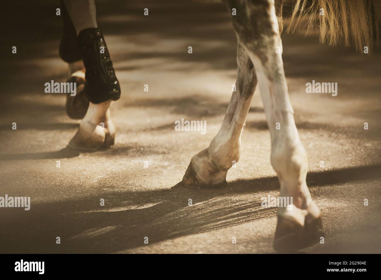 A rear view of the legs of a gray horse, which steps with shod hooves ...