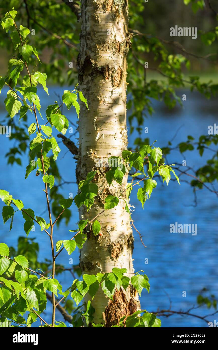 Tree twigs beach hi-res stock photography and images - Alamy