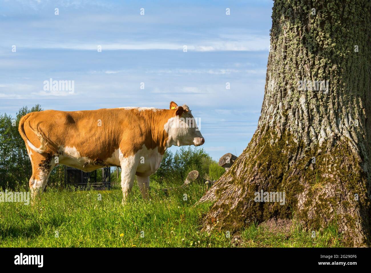 Cow by a tree in a meadow Stock Photo - Alamy