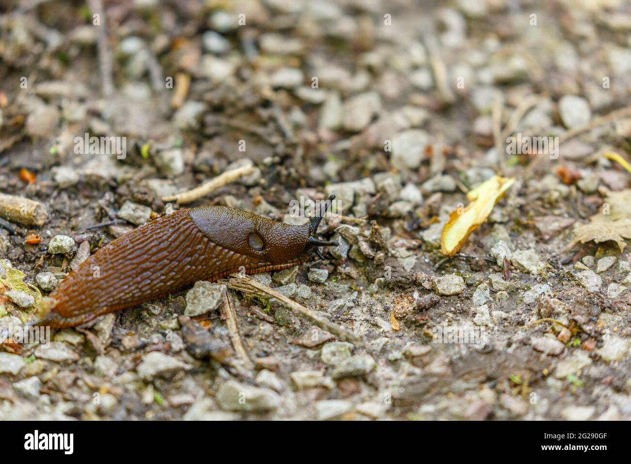 Slug crawling on forest floor hi-res stock photography and images - Alamy