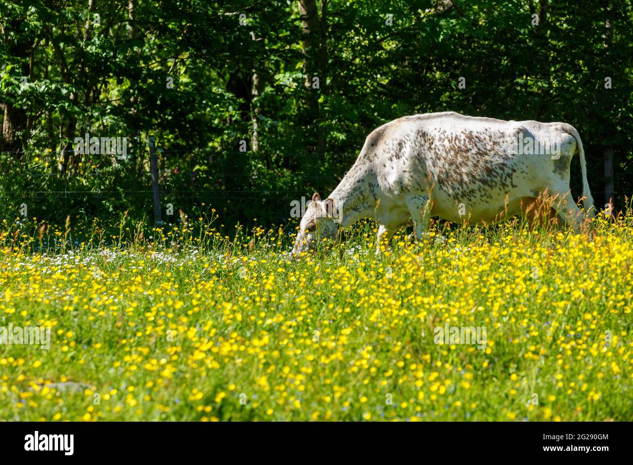 Flowering meadow with a grazing cow Stock Photo - Alamy
