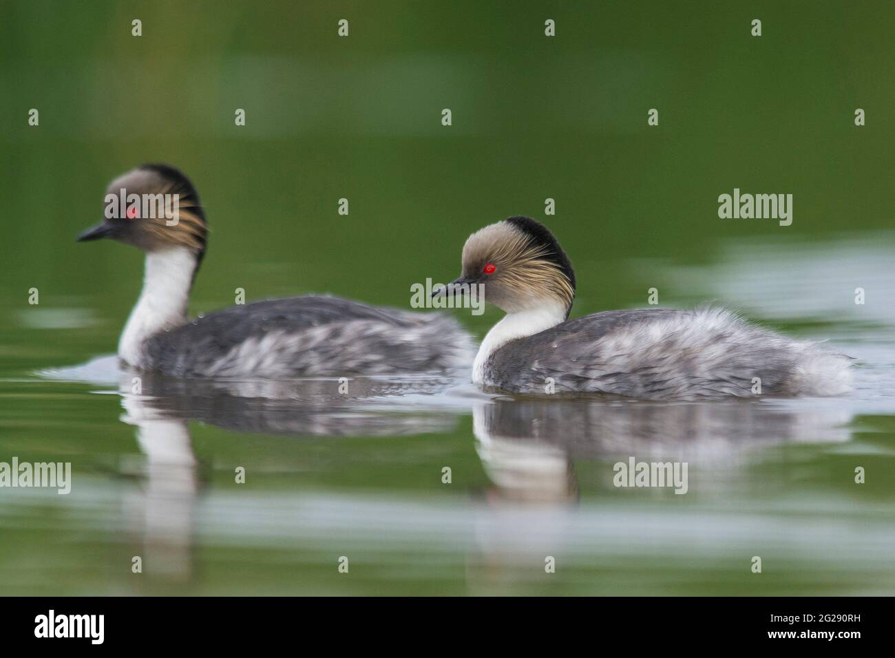 Silvery grebe, Podiceps Occipitalis, swimming in Pampas lagoon, La ...