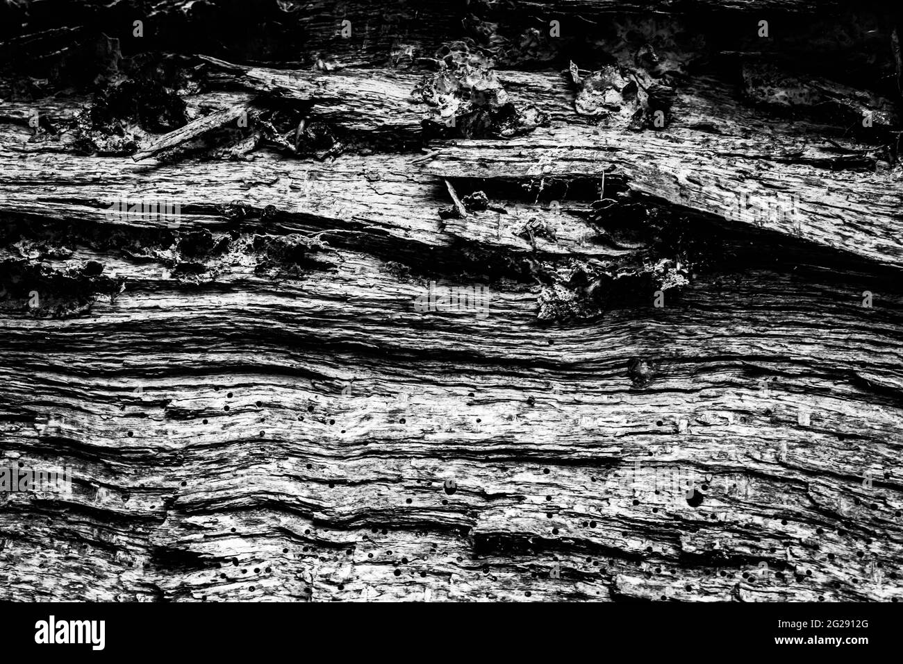 A close image of a dead tree showing the lines, contours and wrinkles ...