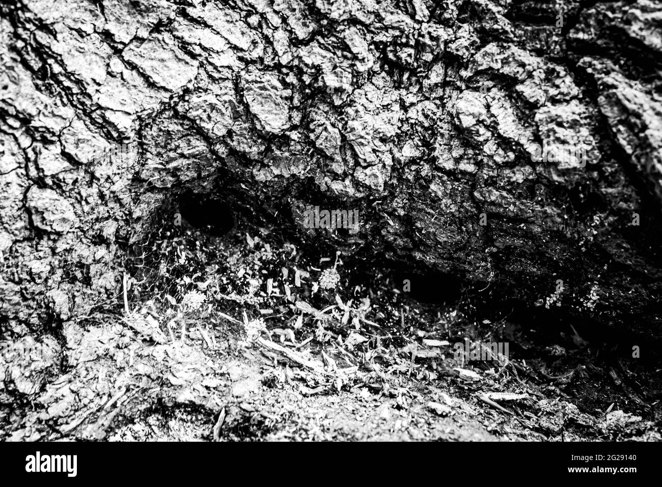 A close image of a dead tree showing the lines, contours and wrinkles ...