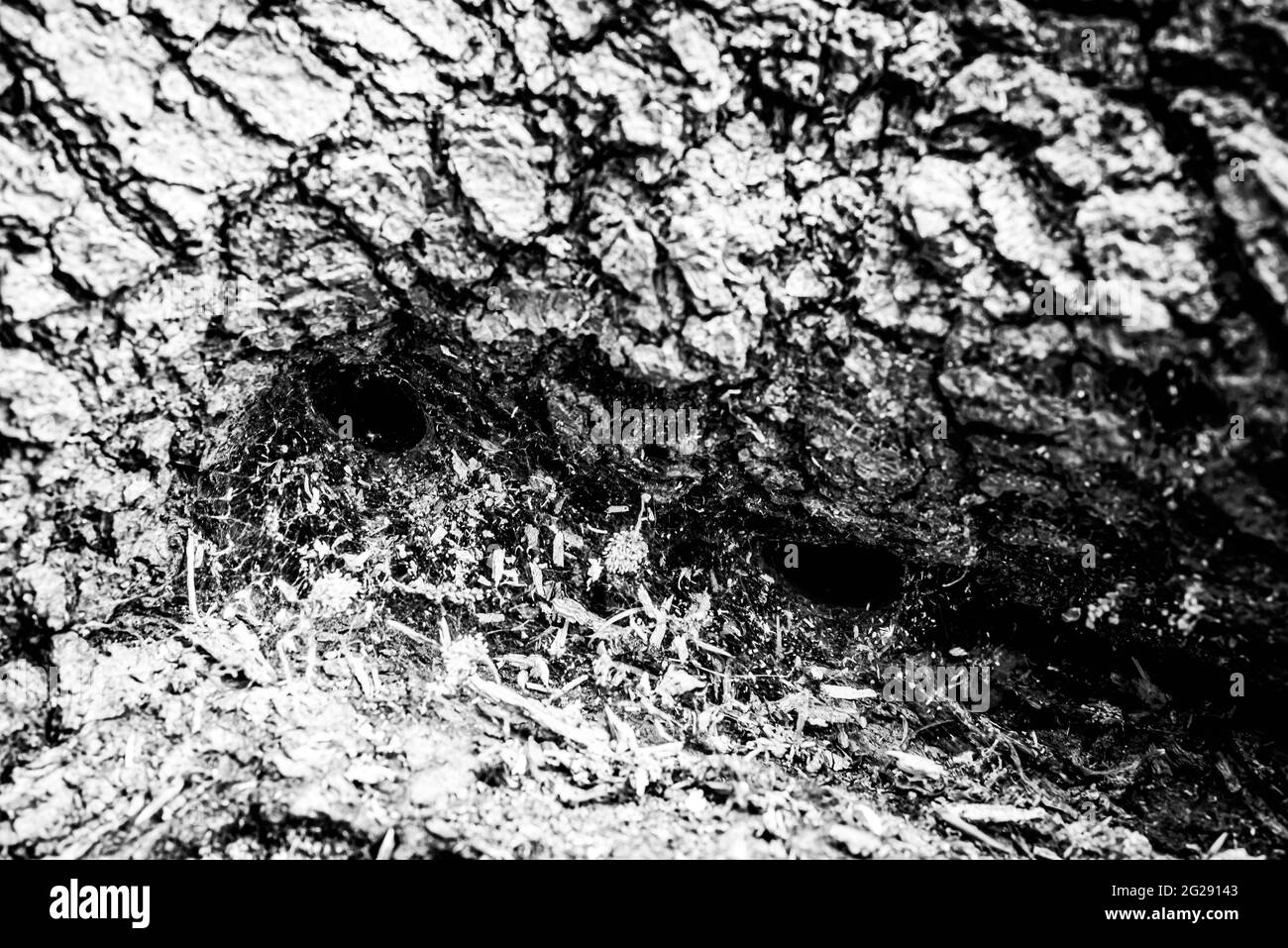 A close image of a dead tree showing the lines, contours and wrinkles ...