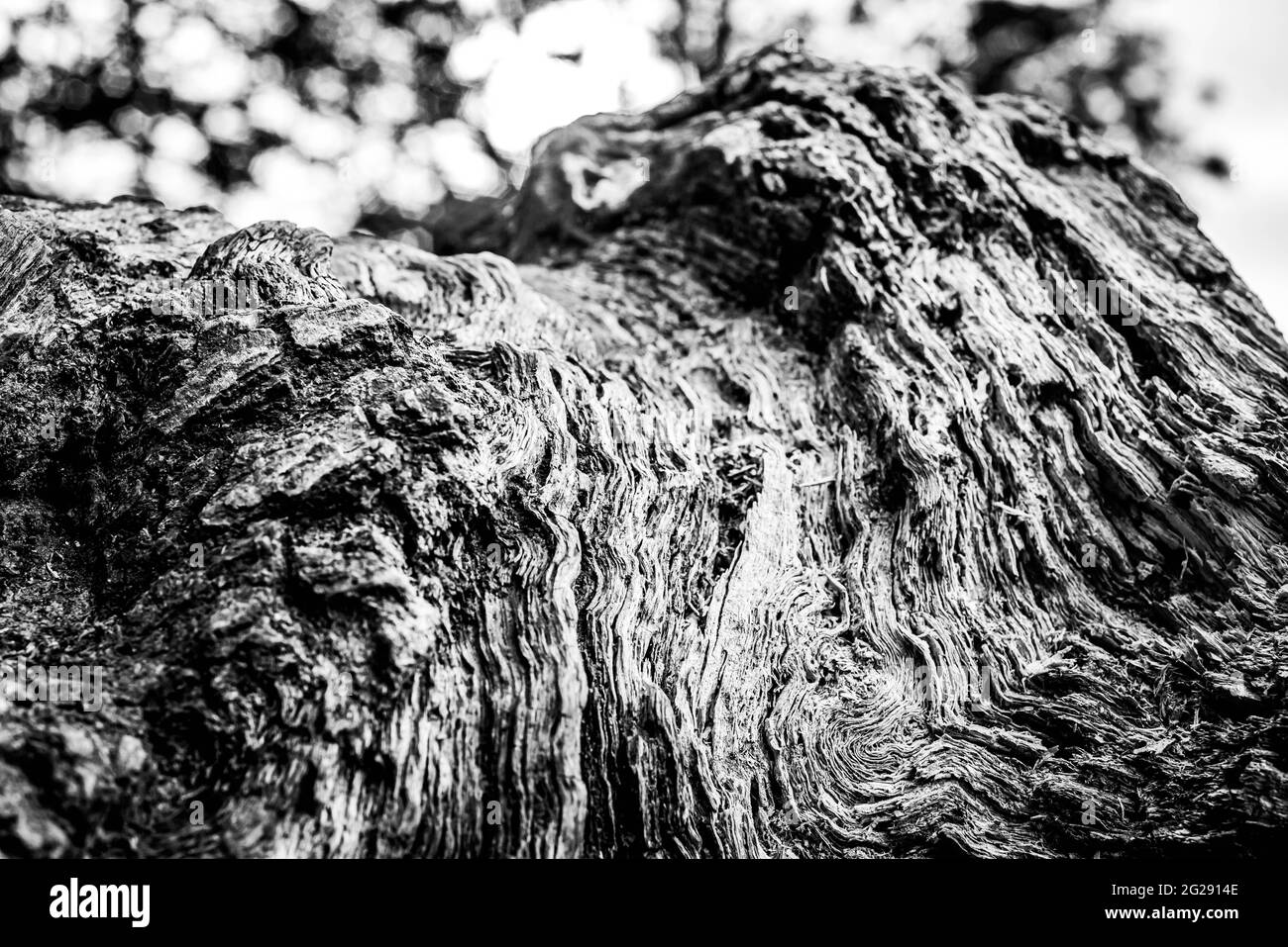 A close image of a dead tree showing the lines, contours and wrinkles ...