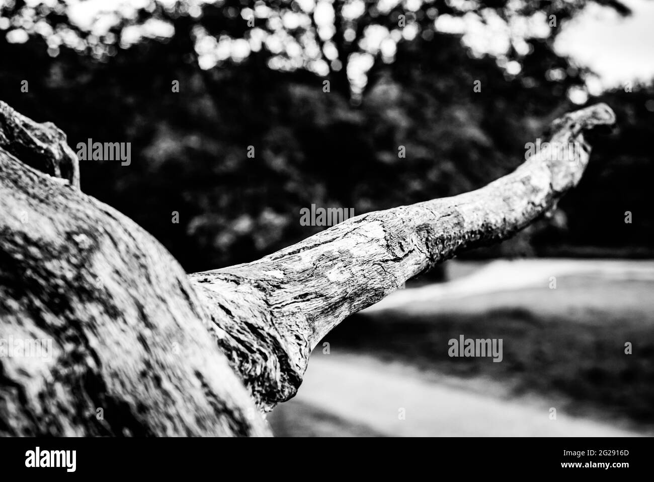 A close image of a dead tree showing the lines, contours and wrinkles ...