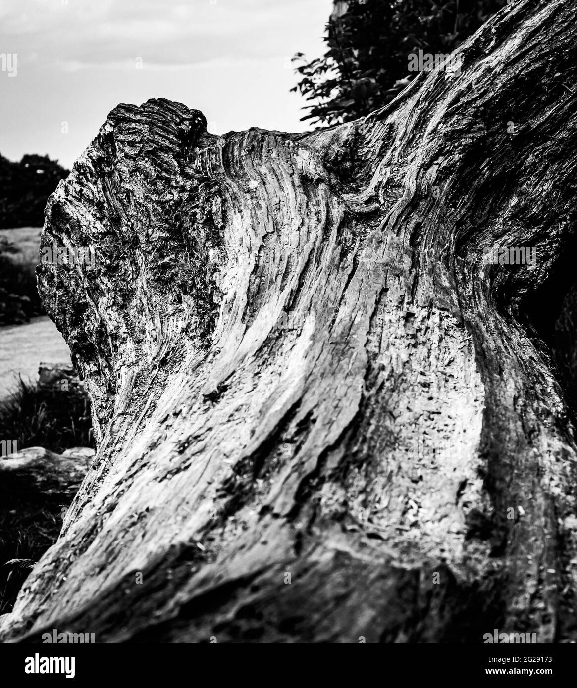 A close image of a dead tree showing the lines, contours and wrinkles ...