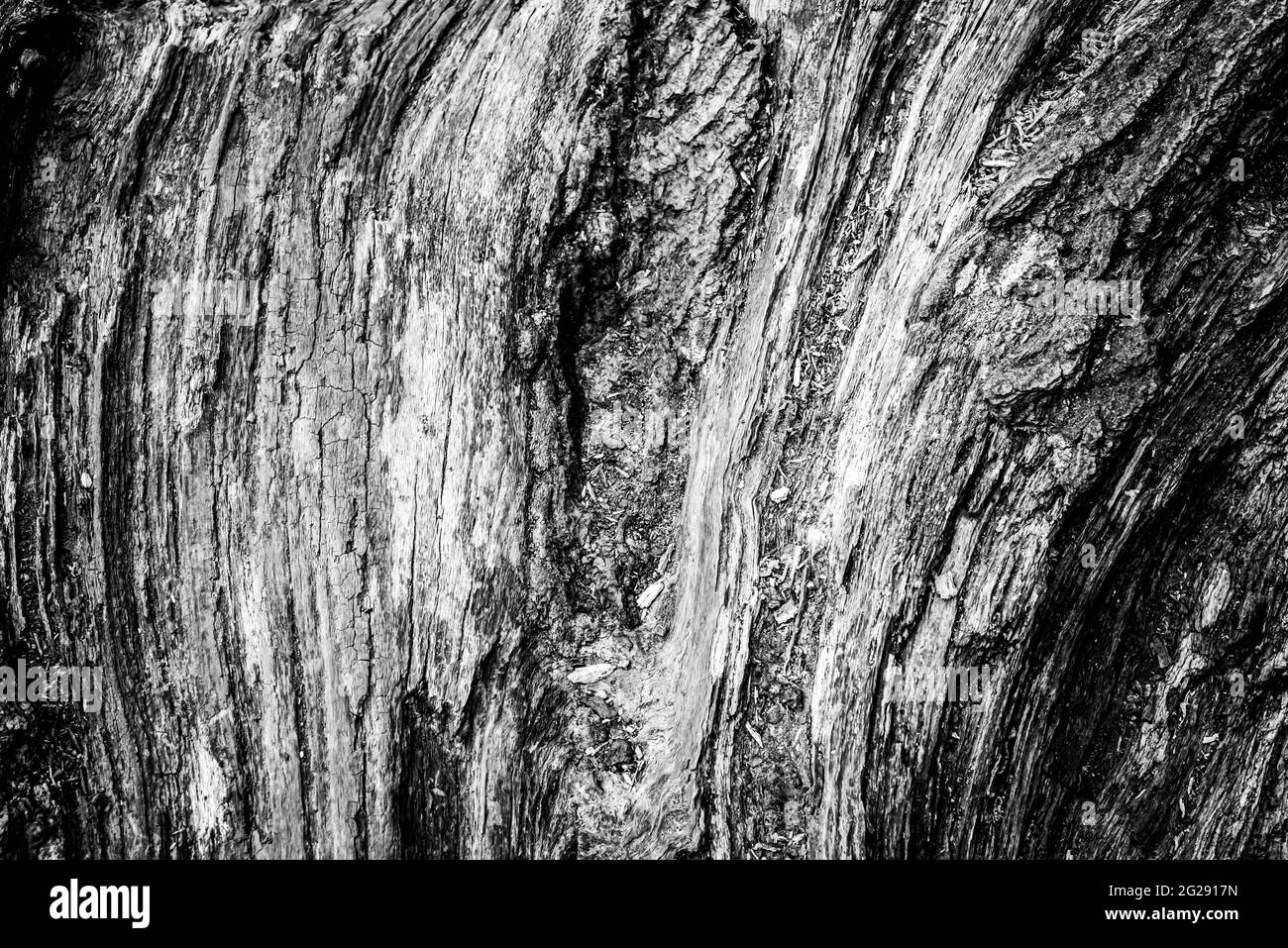 A close image of a dead tree showing the lines, contours and wrinkles ...