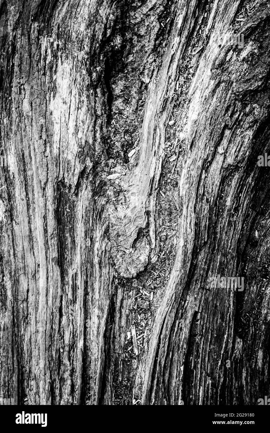 A close image of a dead tree showing the lines, contours and wrinkles ...