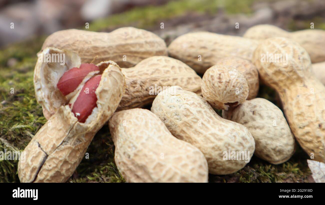 Unpeeled whole raw peanuts in brown husks in the shell texture on a ...