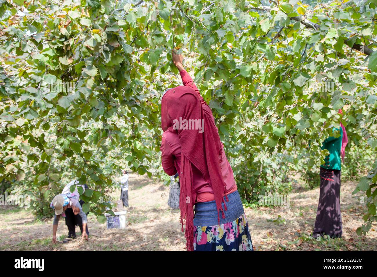 Picking nuts hi-res stock photography and images - Alamy