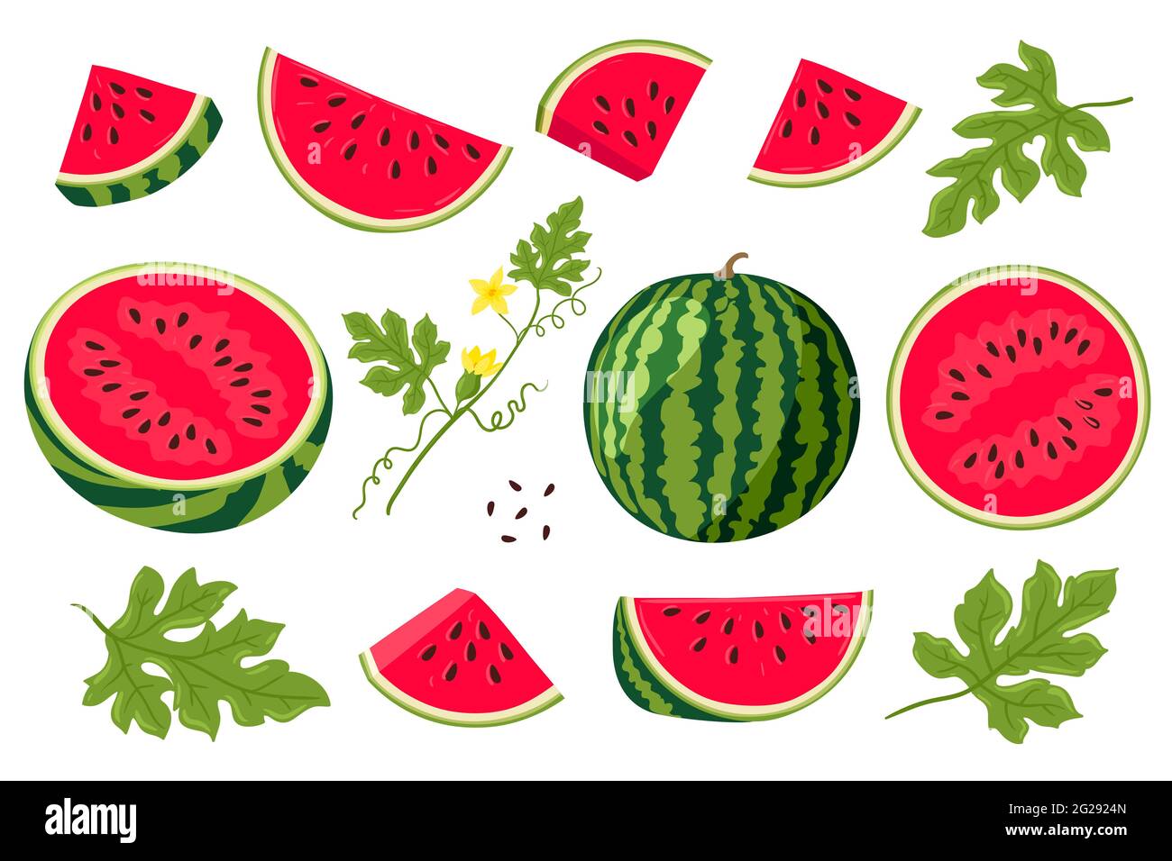 Watermelon vector illustration. Watermelon, whole, sliced, halves ...