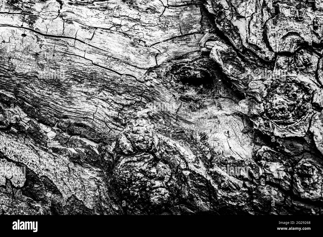 A close image of a dead tree showing the lines, contours and wrinkles ...