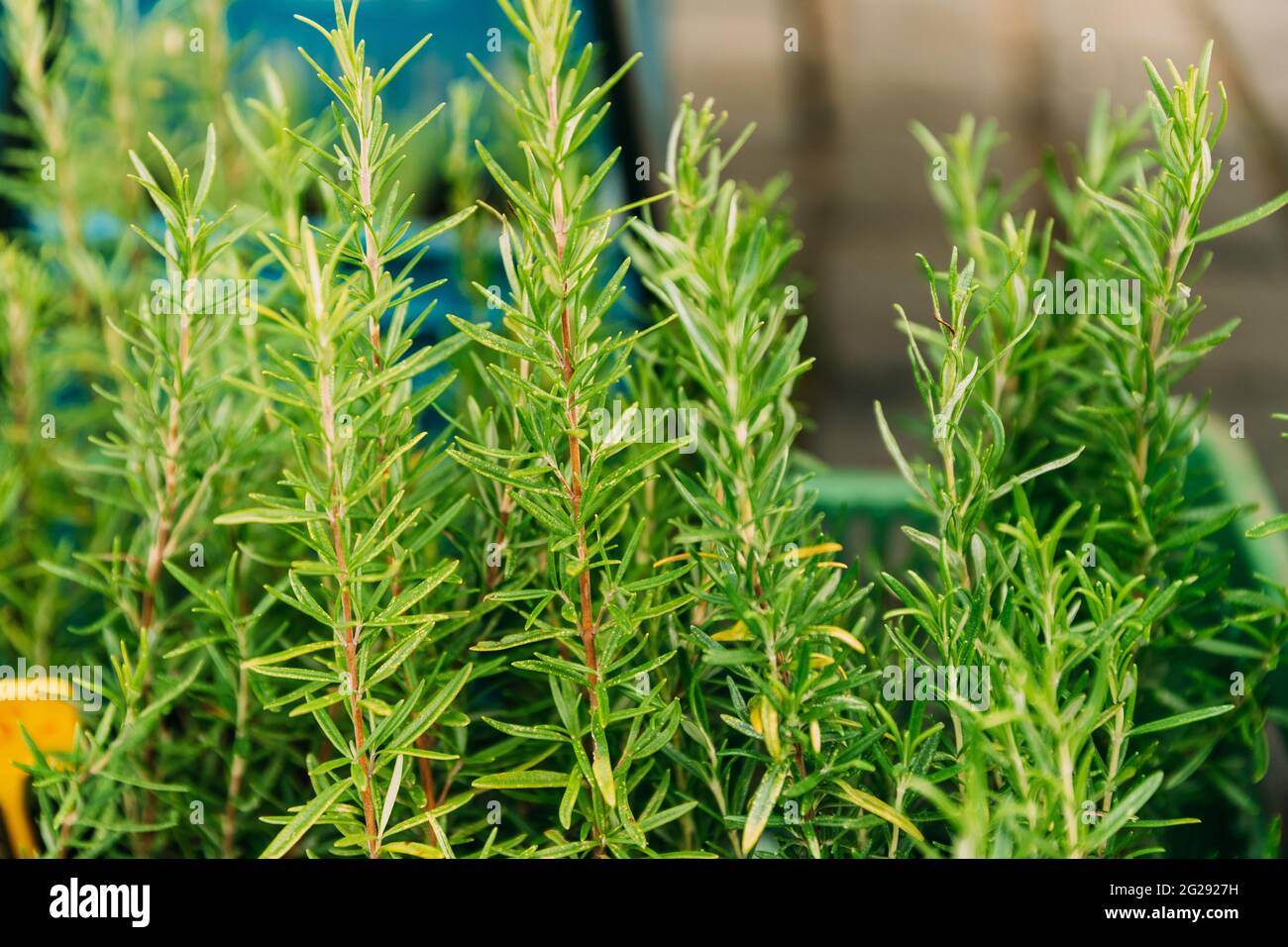 Leaves Of Green Rosemary. Perennial Herb With Fragrant, Evergreen ...