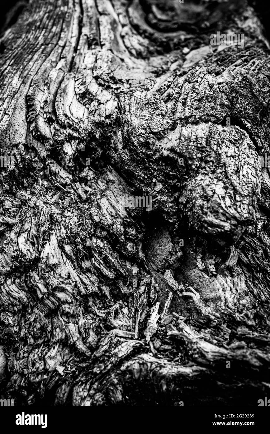 A close image of a dead tree showing the lines, contours and wrinkles ...