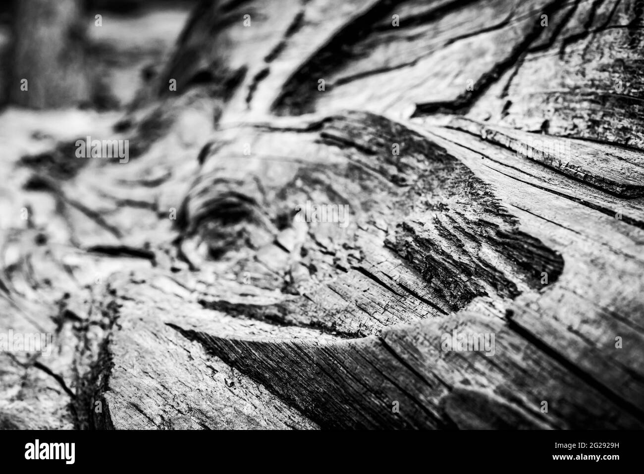 A close image of a dead tree showing the lines, contours and wrinkles ...