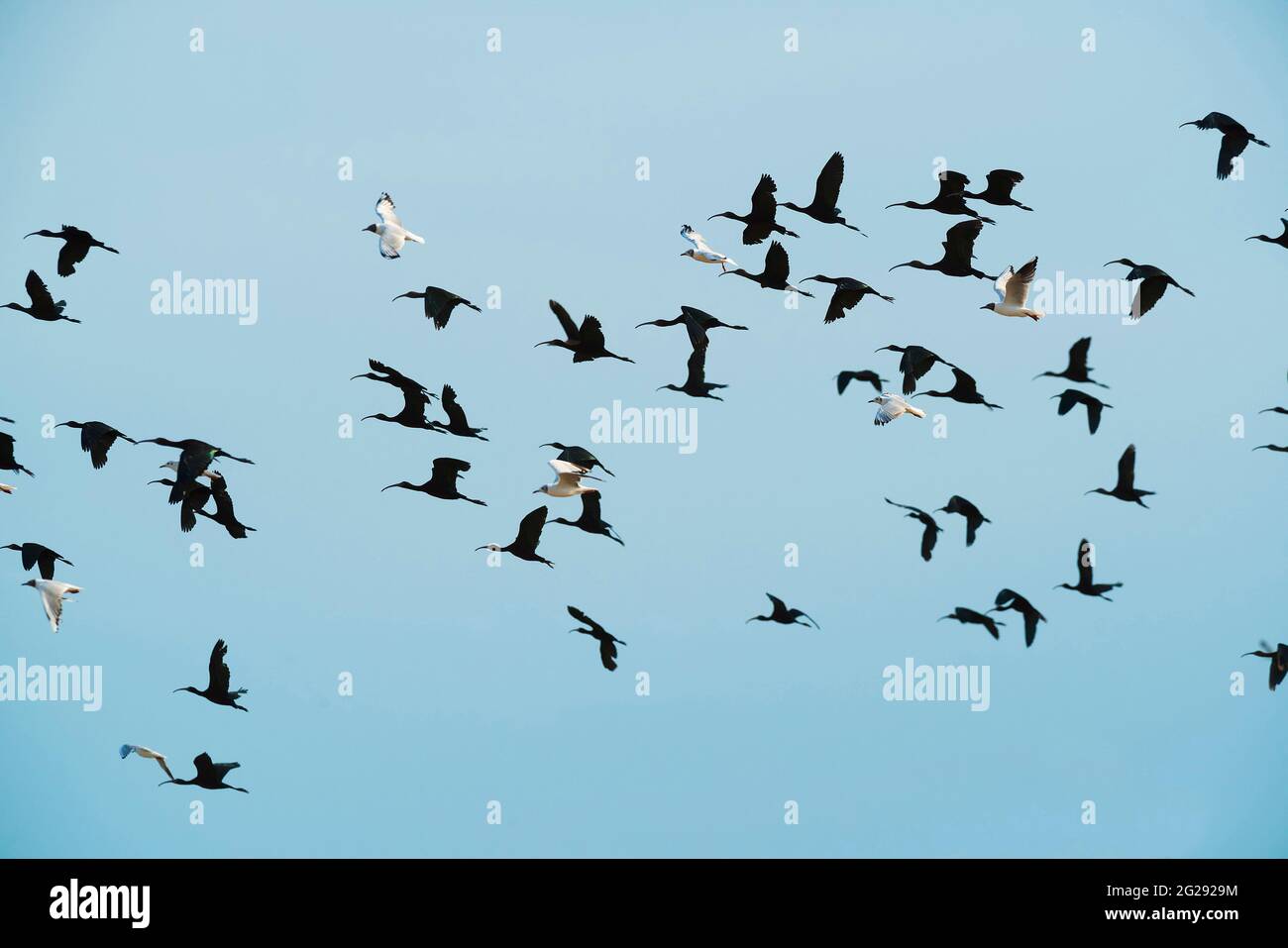 Birds flock in flight, Patagonia, Argentina Stock Photo - Alamy