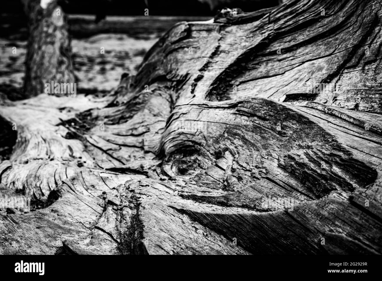 A close image of a dead tree showing the lines, contours and wrinkles ...