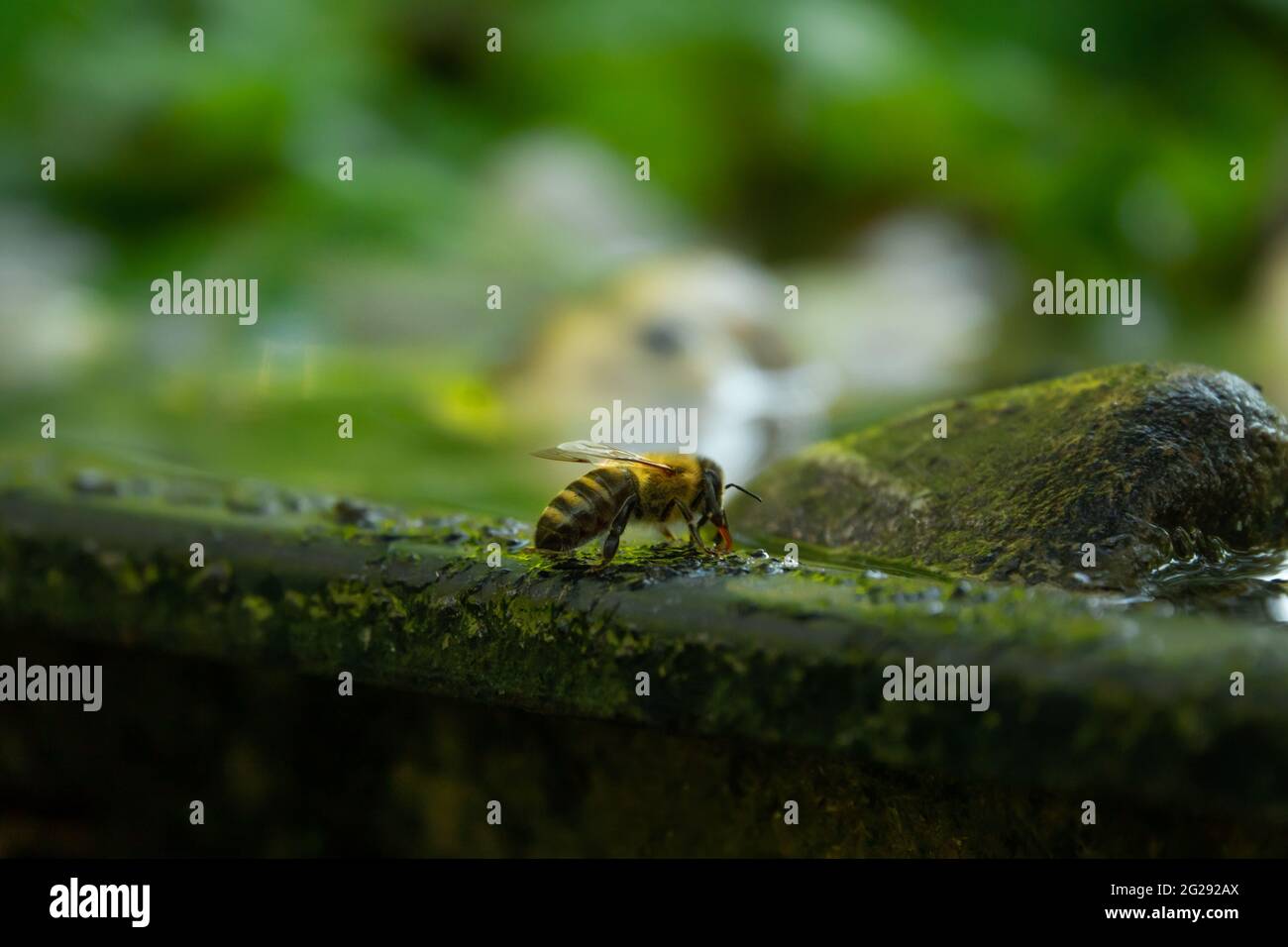 Bee drinking water in beautiful natural environment Stock Photo - Alamy