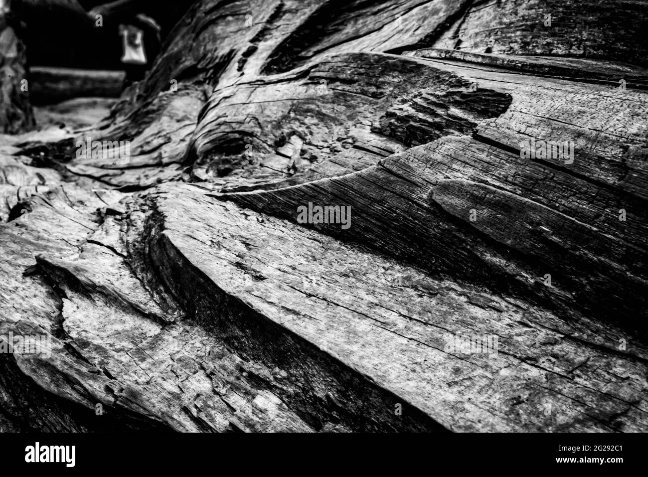 A close image of a dead tree showing the lines, contours and wrinkles ...