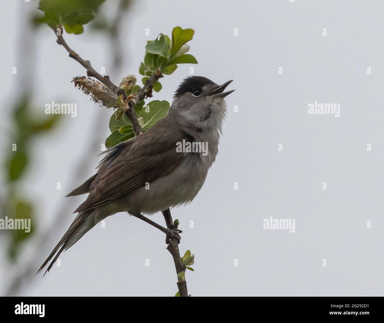 Happy bulbul singing on a thin tree branch under a clear, pale sky in a ...