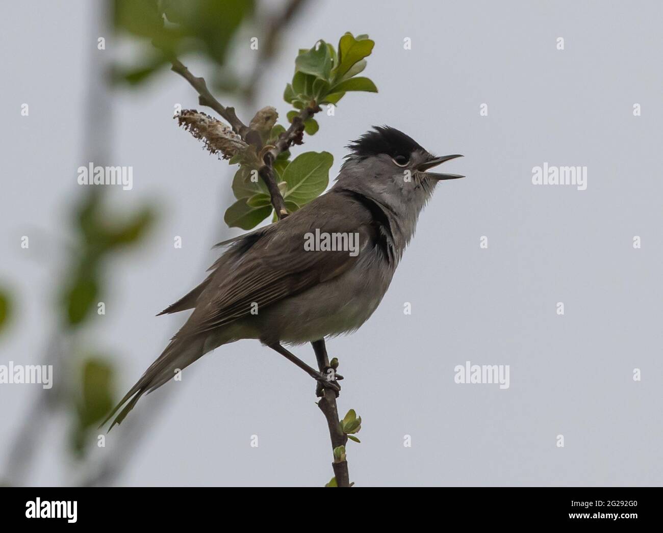 Cute bulbul chirping on a thin tree branch under a clear sky Stock ...