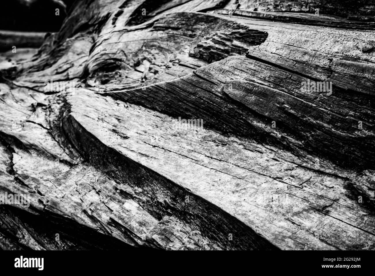 A close image of a dead tree showing the lines, contours and wrinkles ...