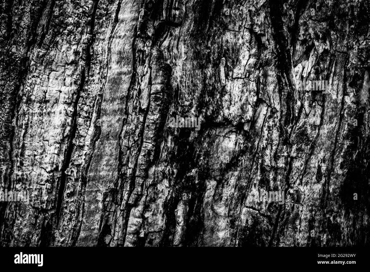 A close image of a dead tree showing the lines, contours and wrinkles ...