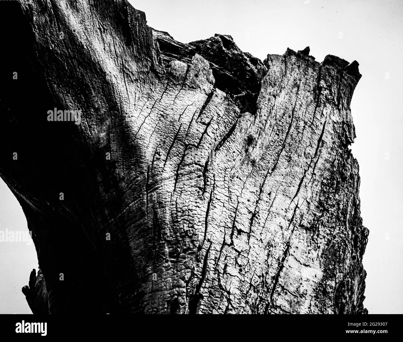 A close image of a dead tree showing the lines, contours and wrinkles ...