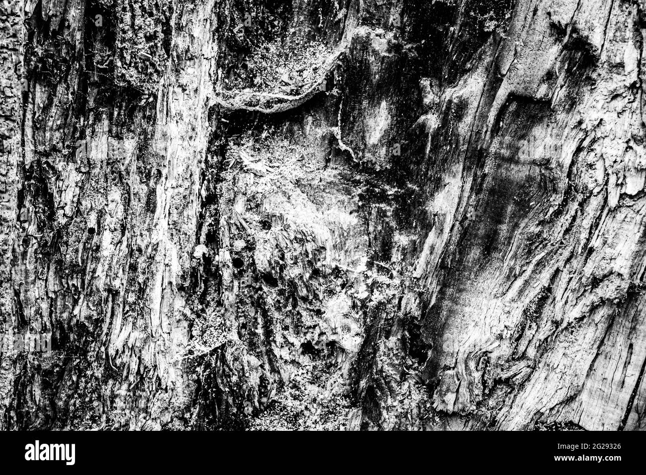 A close image of a dead tree showing the lines, contours and wrinkles ...