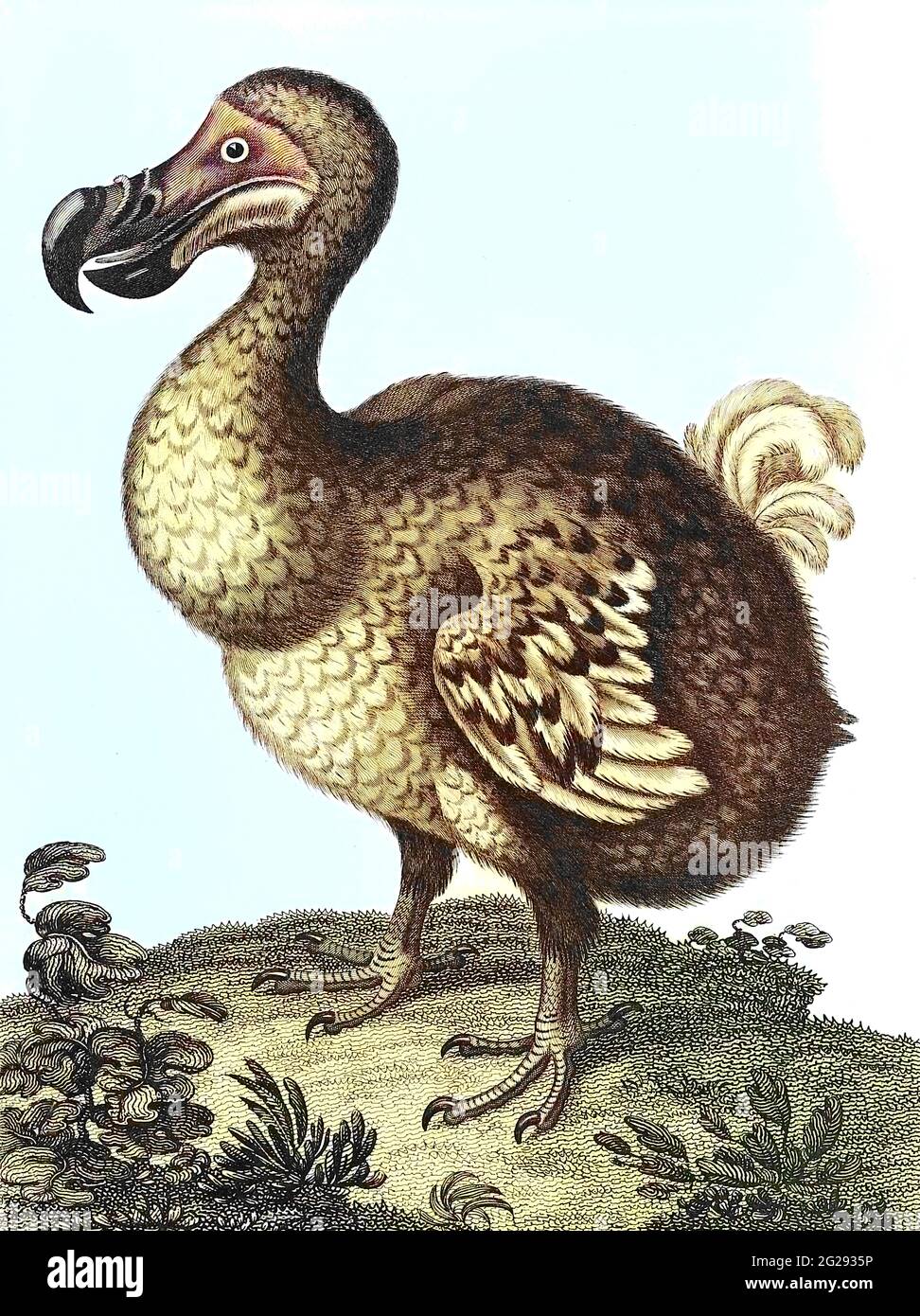 Closest relative of the dodo hi-res stock photography and images - Alamy