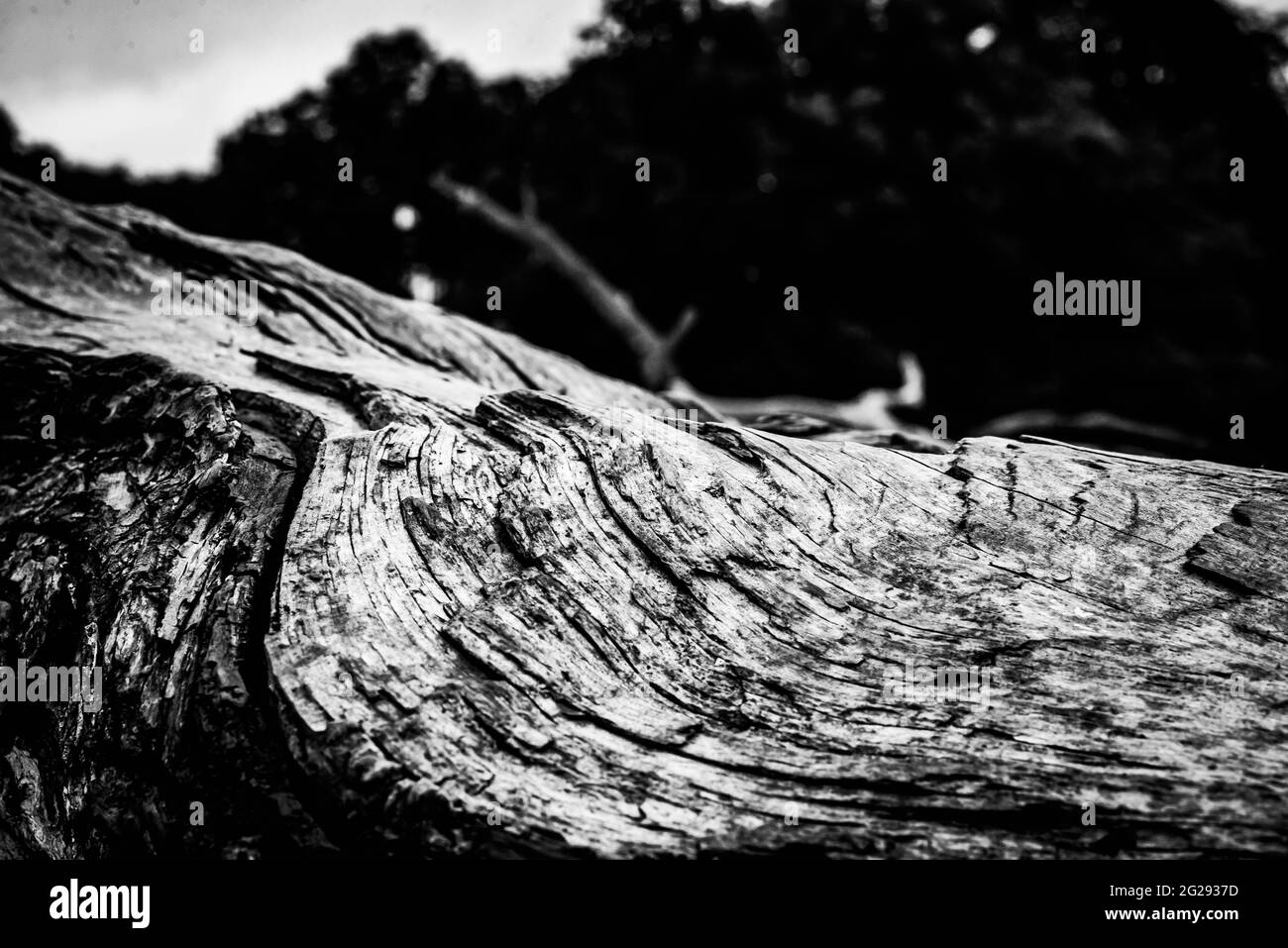 A close image of a dead tree showing the lines, contours and wrinkles ...