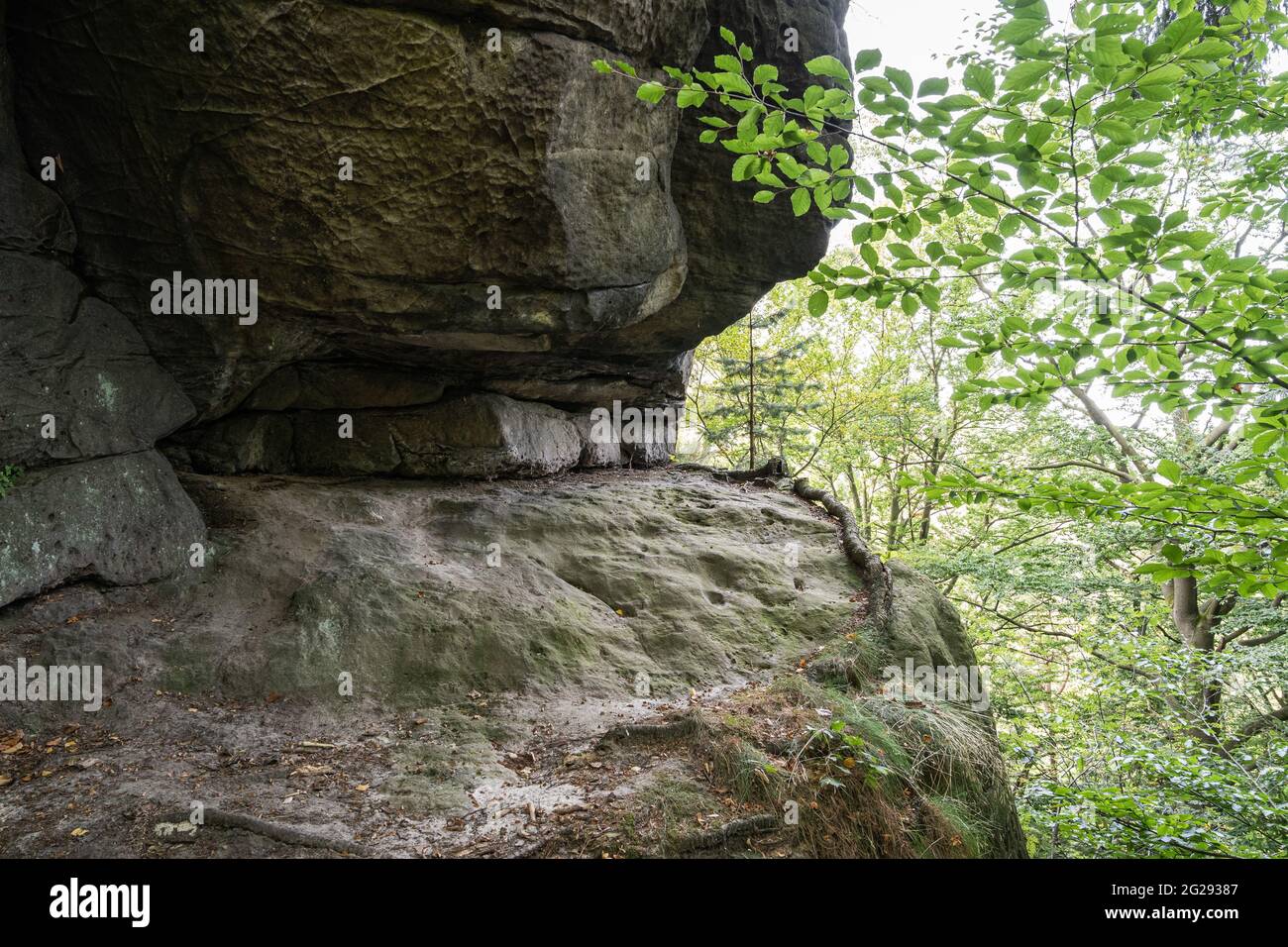 Green leaves branches forest hi-res stock photography and images - Alamy