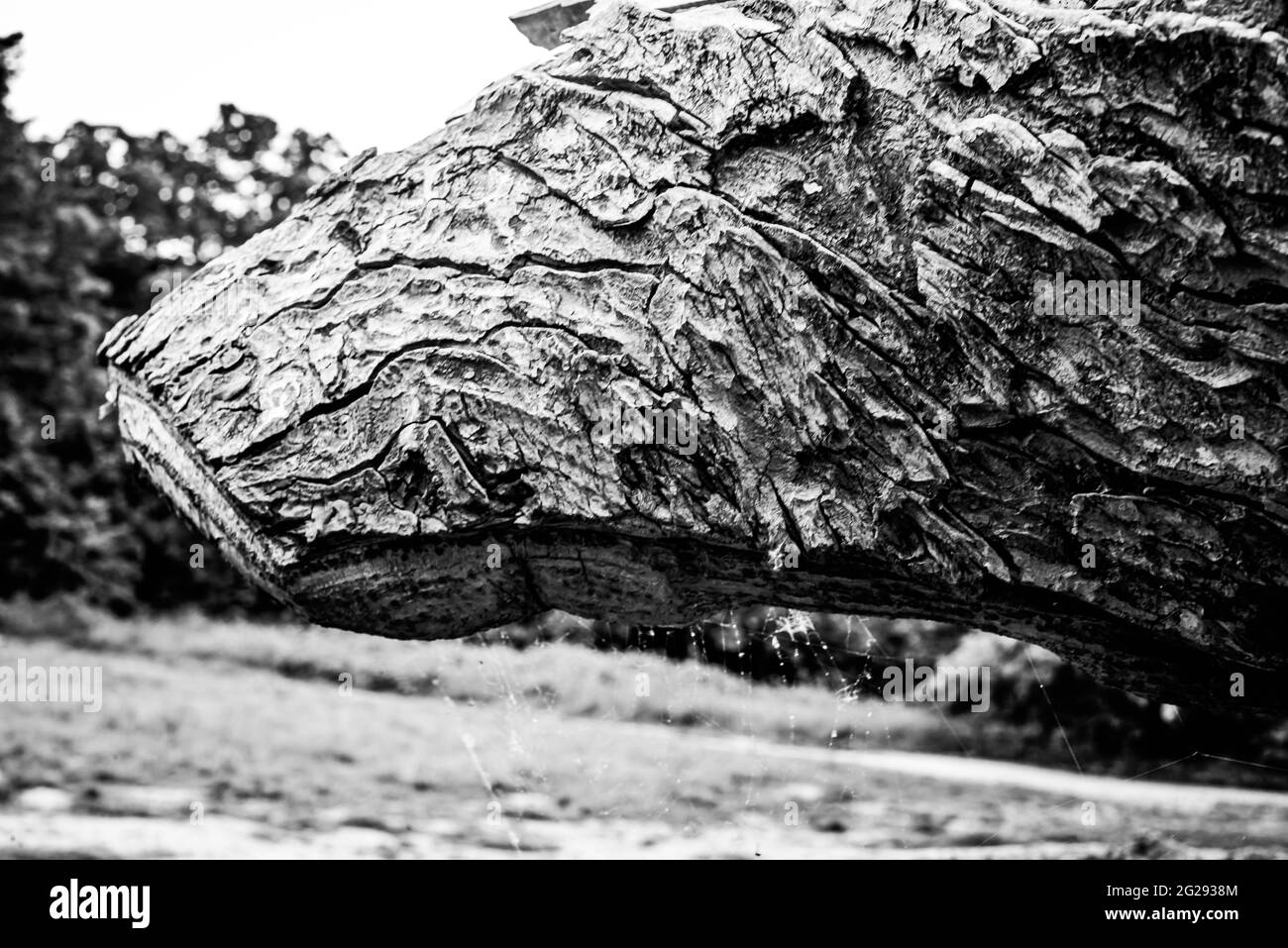 A close image of a dead tree showing the lines, contours and wrinkles ...