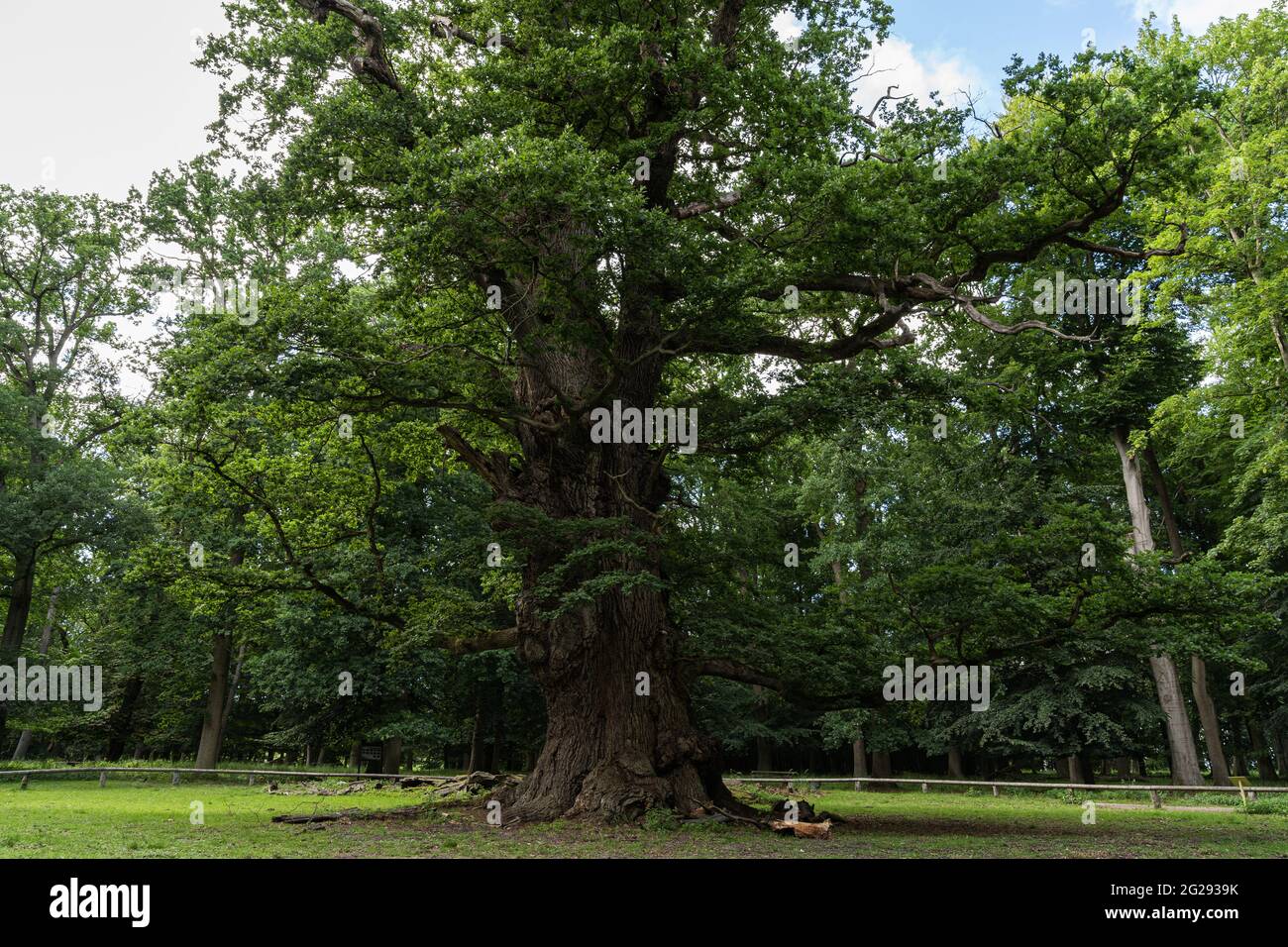Majestic oak tree with a thick trunk and lush green foliage Stock Photo ...