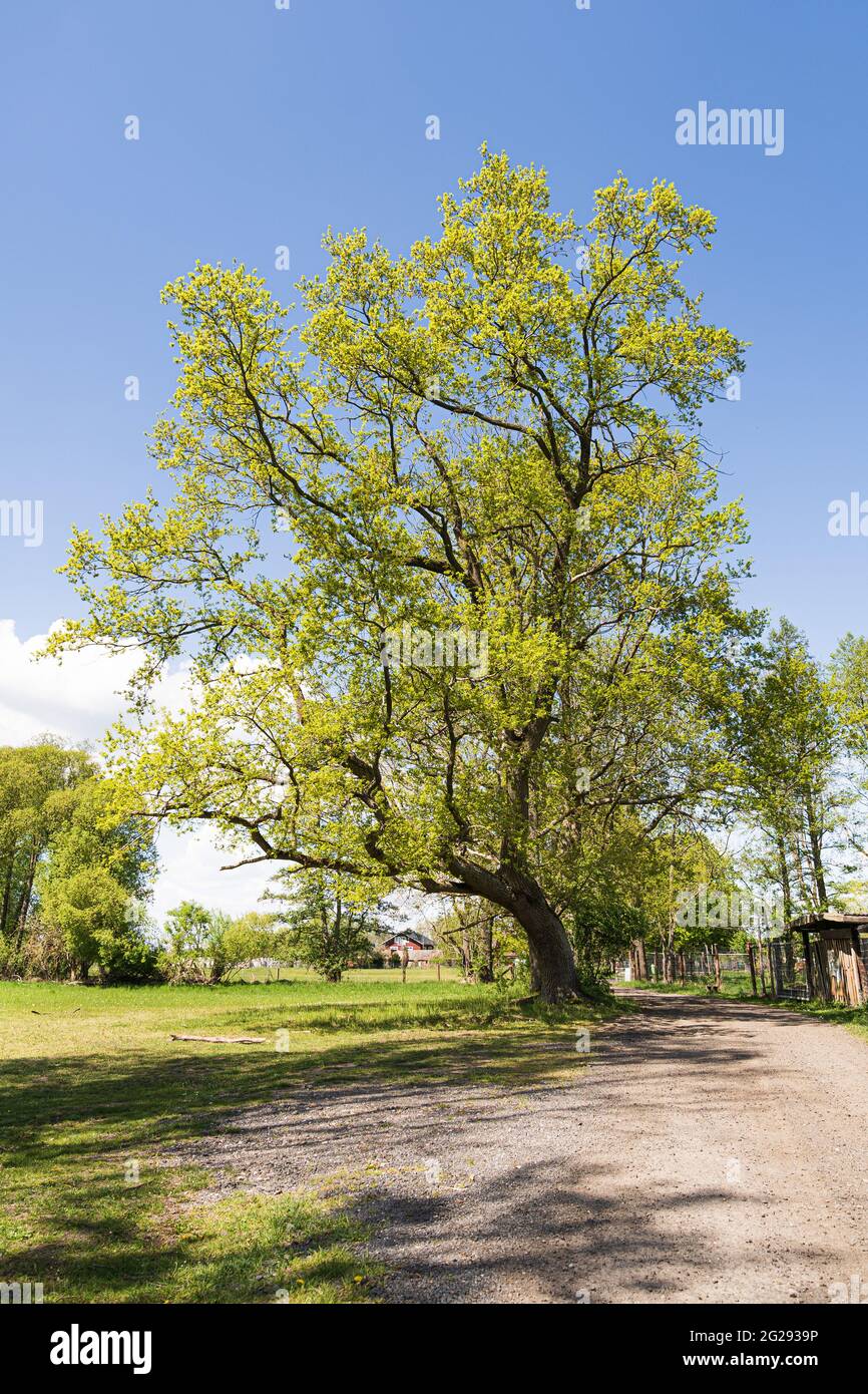 Majestic oak tree growing in the park in spring Stock Photo - Alamy